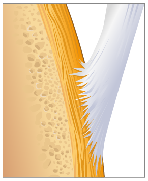 Une enthèse normale | la rhumatologie pour tous